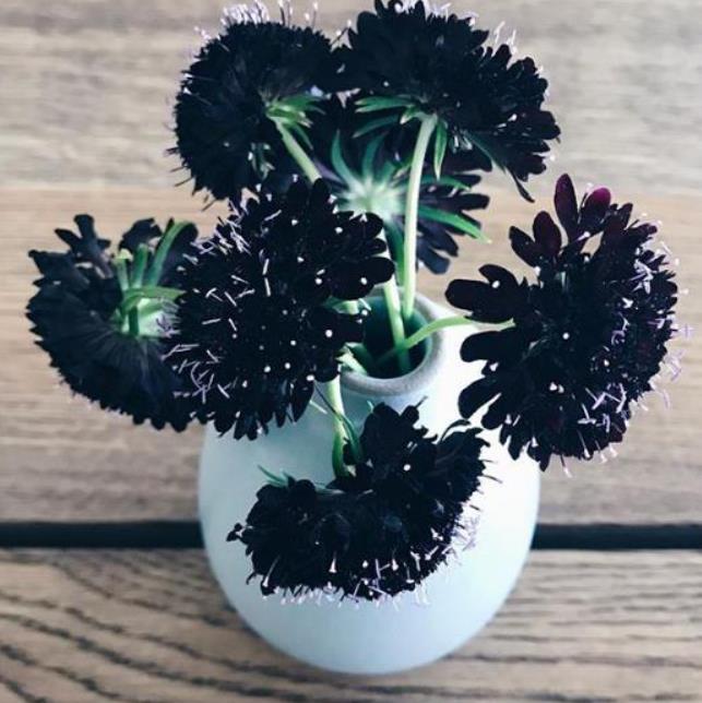 Scabiosa atropurpurea Black Knight - Doce Escabiosa Floração Negra ...