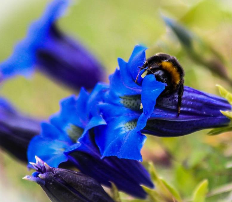 Gentiana acaulis - Genciana Flor Sino Azul, Genciana de Flor Grande ...
