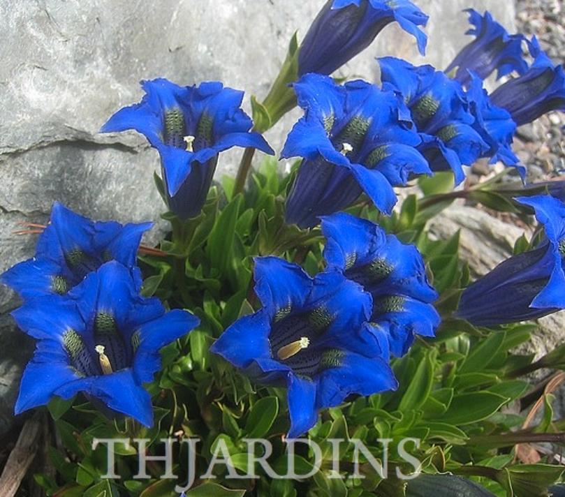Gentiana acaulis - Genciana Flor Sino Azul, Genciana de Flor Grande ...