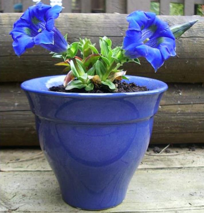 Gentiana acaulis - Genciana Flor Sino Azul, Genciana de Flor Grande ...