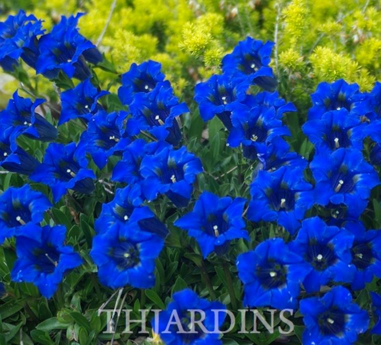 Gentiana acaulis - Genciana Flor Sino Azul, Genciana de Flor Grande ...