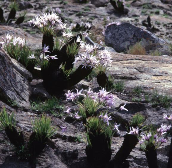 Xerophyta retinervis - Lírio negro, Lírio negro do deserto, Lírio preto ...