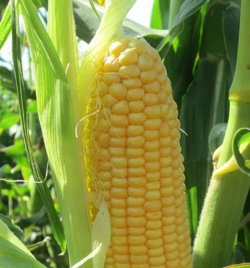 Zea mays True Gold (C.O) - Milho Doce Ouro Verdadeiro - TH Jardins