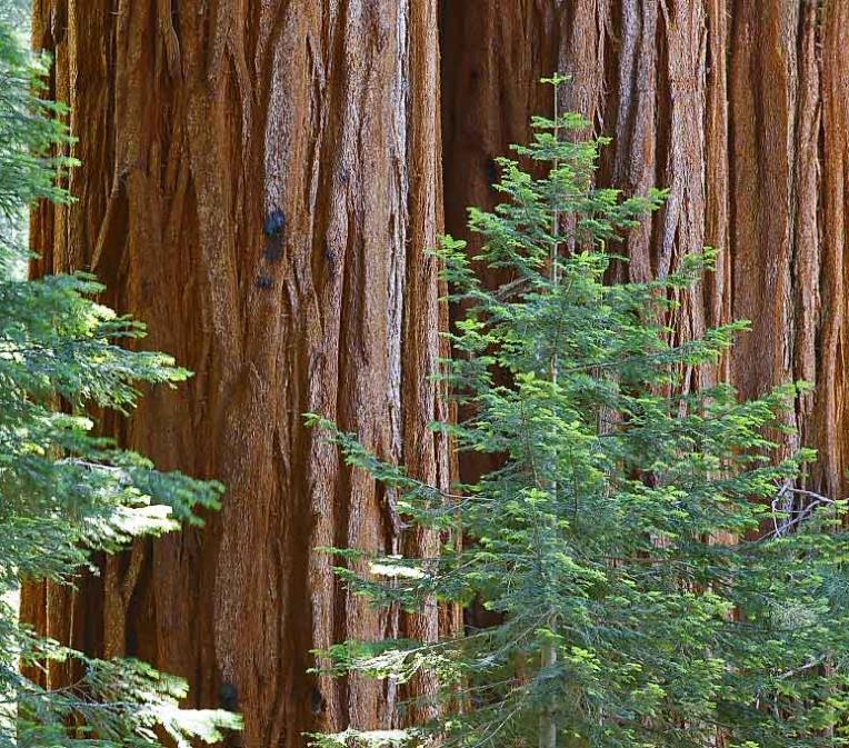 Sequoia sempervirens - Sequoia Sempre Verde, Sequoia Costeira, Sequoia ...