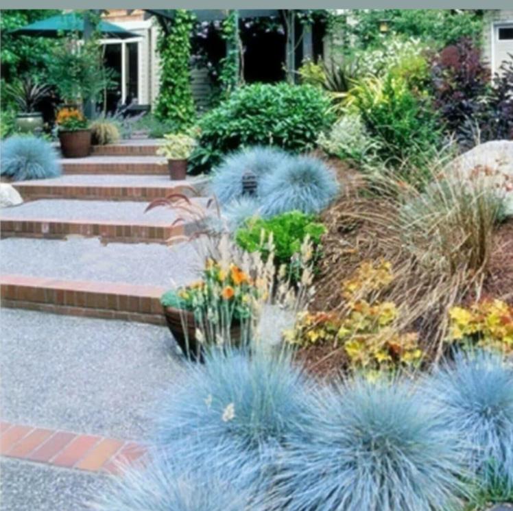 Festuca glauca 'Blue Select' - Grama Azul 'Seleção Azul', Blue Fescue ...