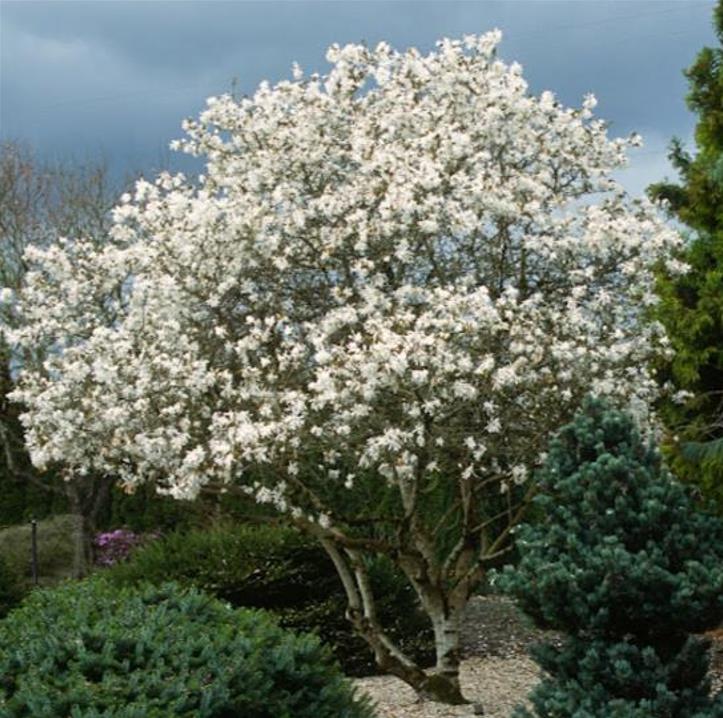 Magnolia kobus 'Borealis' - Magnolia Boreal, Magnolia Japonesa ...