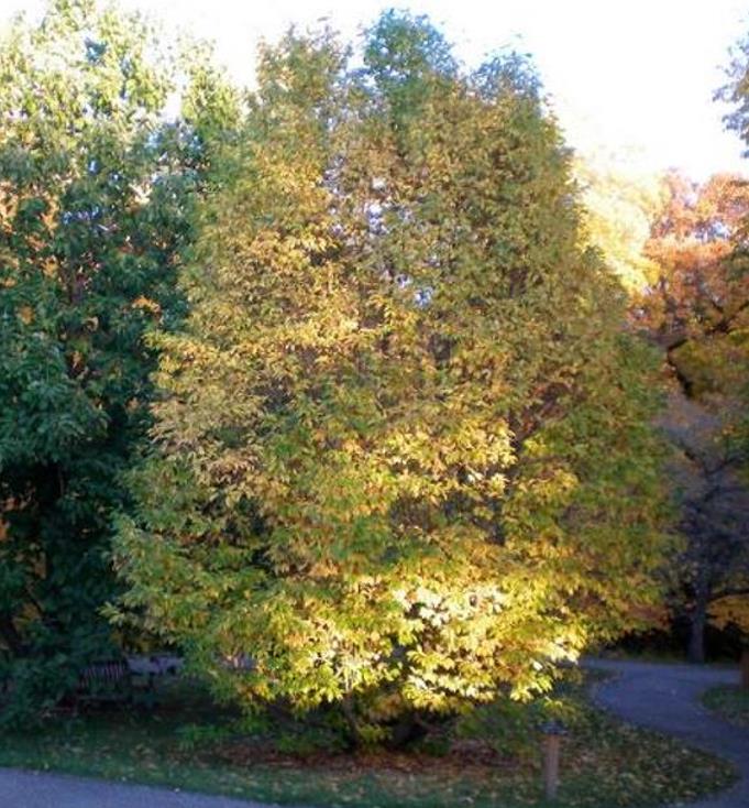 Magnolia kobus 'Borealis' - Magnolia Boreal, Magnolia Japonesa ...