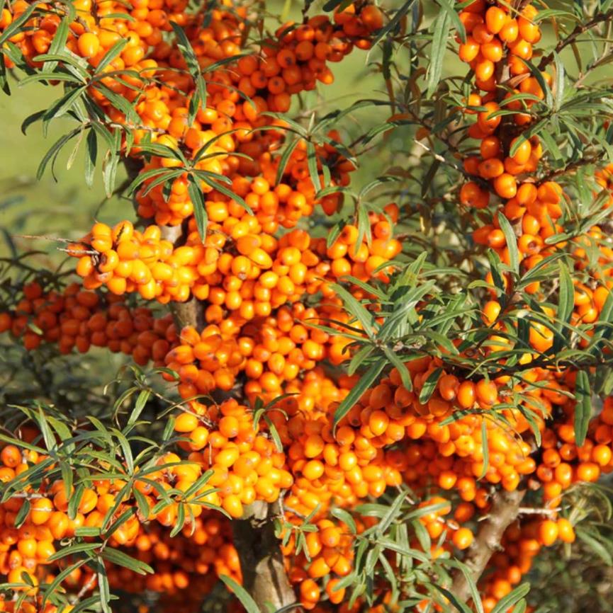 Hippophae rhamnoides (Elaeagnus rhamnoides) - Cereja do Mar, Espinheiro ...