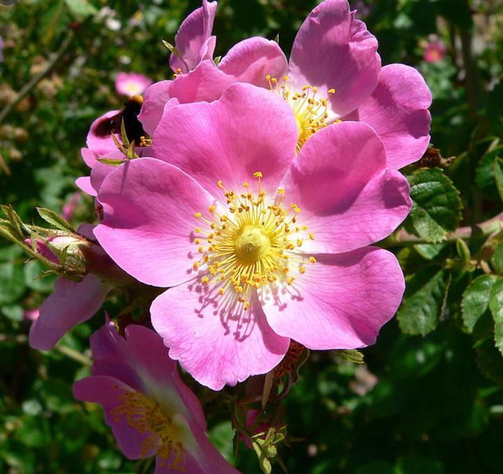 Rosa canina - Trepadeira Rosa Mosqueta Canina, Rosa selvagem, Rosa ...