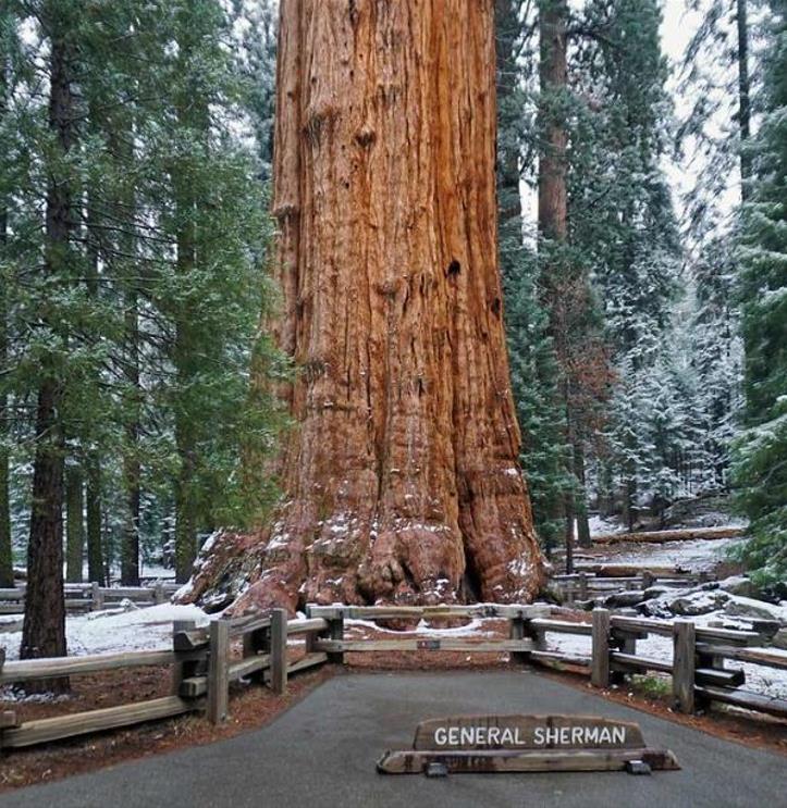 Sequoia Gigante Nacional Geografica Sequoiadendron Giganteum